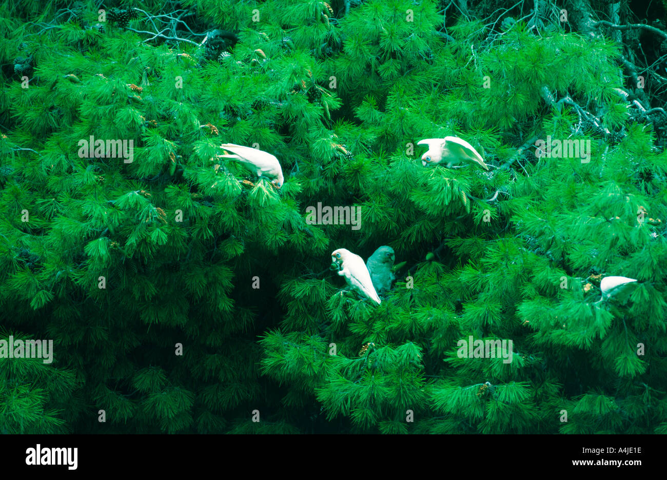 Long billed corellas Cacatua tenuirostris eating on pine tree South ...