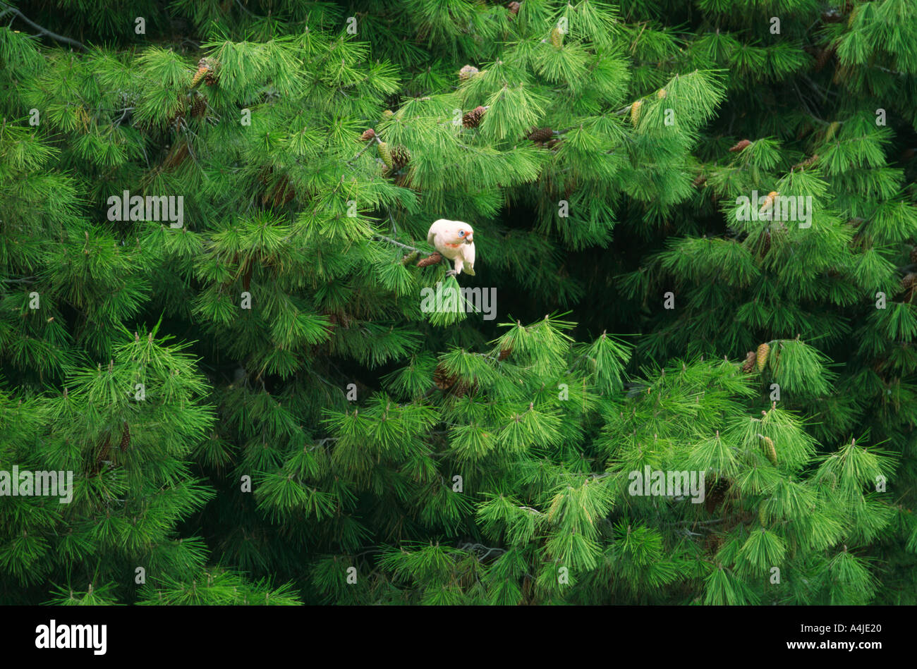Long billed corella Cacatua tenuirostris sitting on pine tree South ...