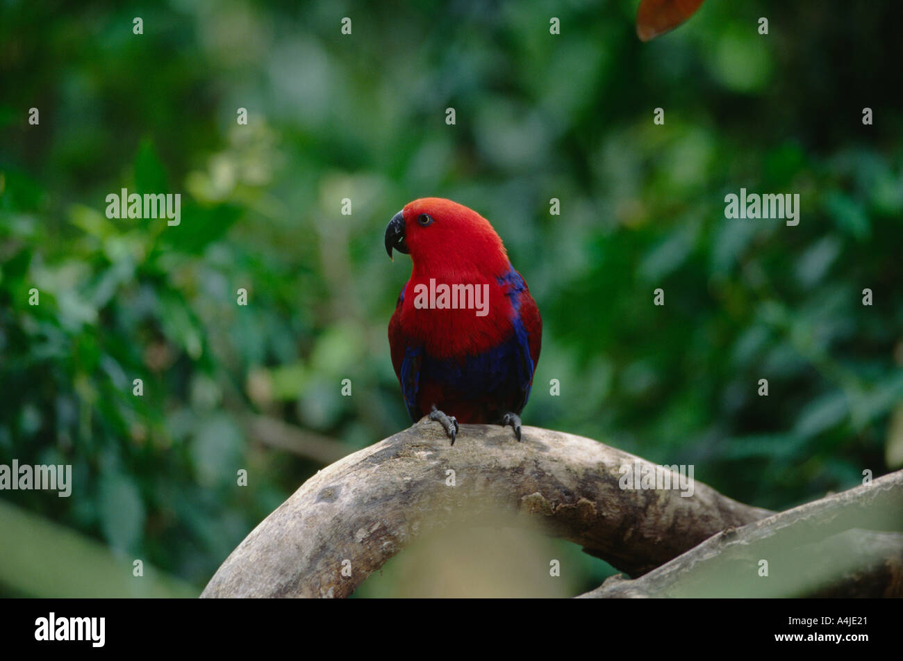 Eclectus parrot Eclectus roratus female Australia Stock Photo - Alamy