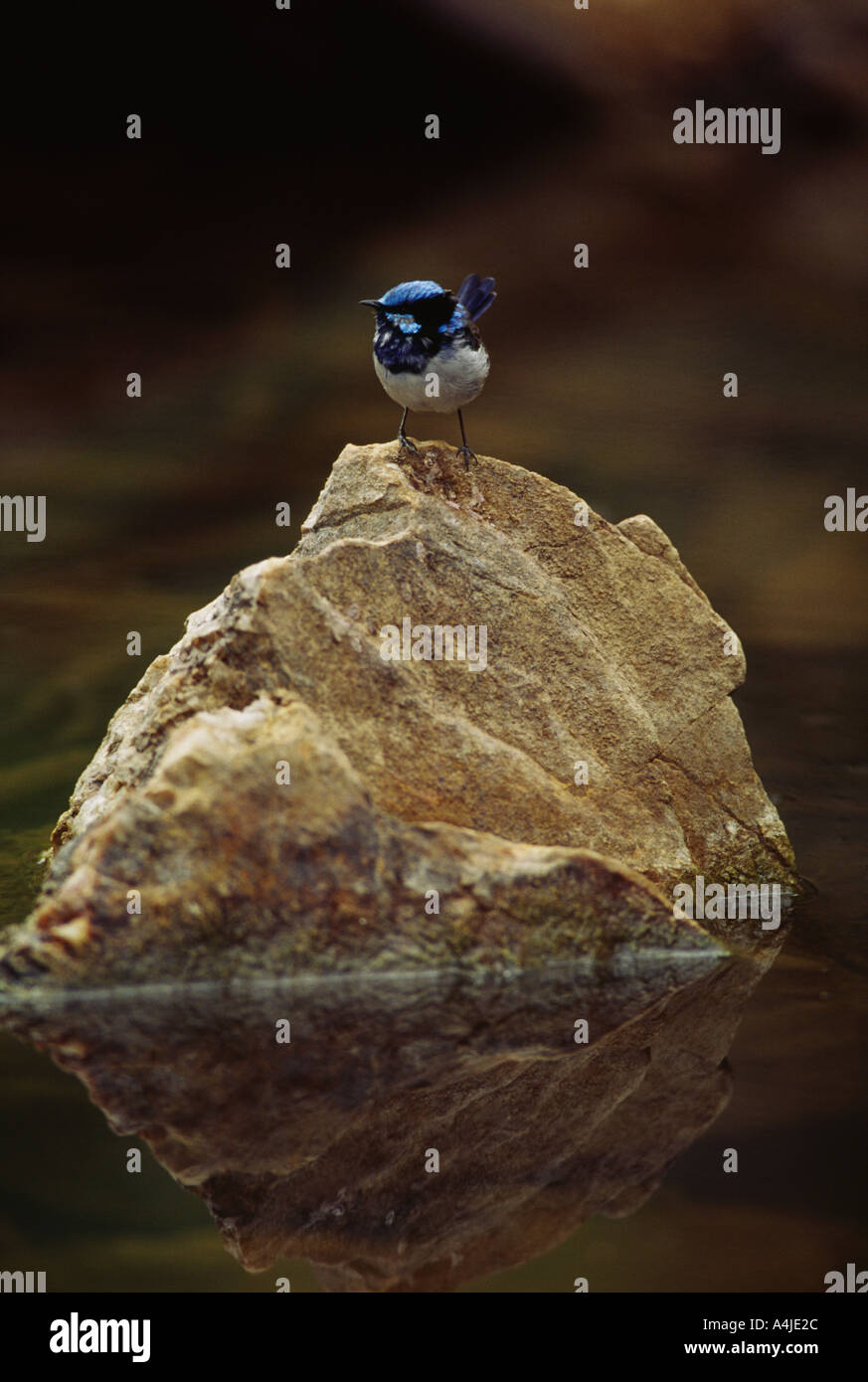 Superb fairy wren water hi-res stock photography and images - Alamy