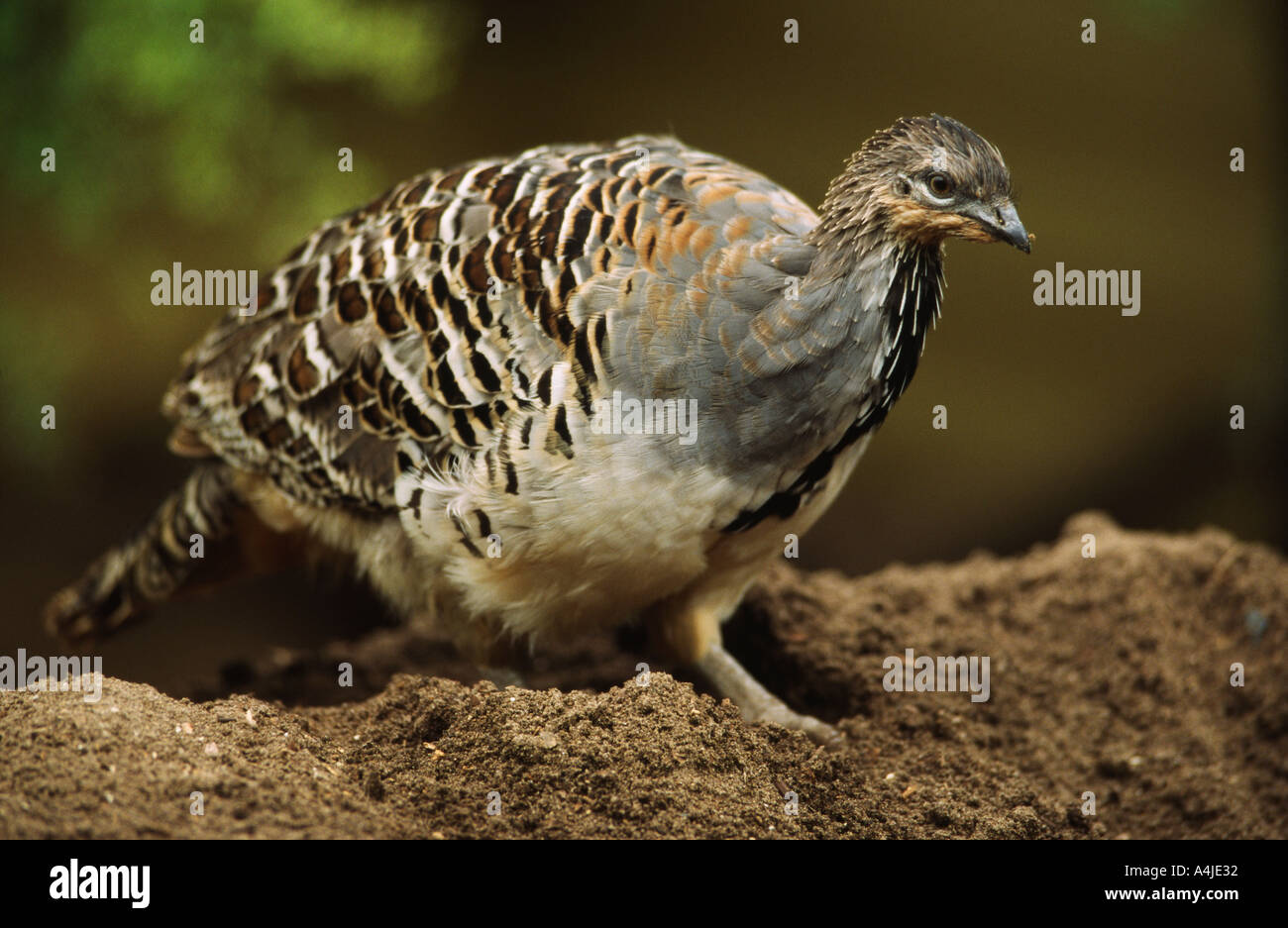 Malleefowl mound hi-res stock photography and images - Alamy