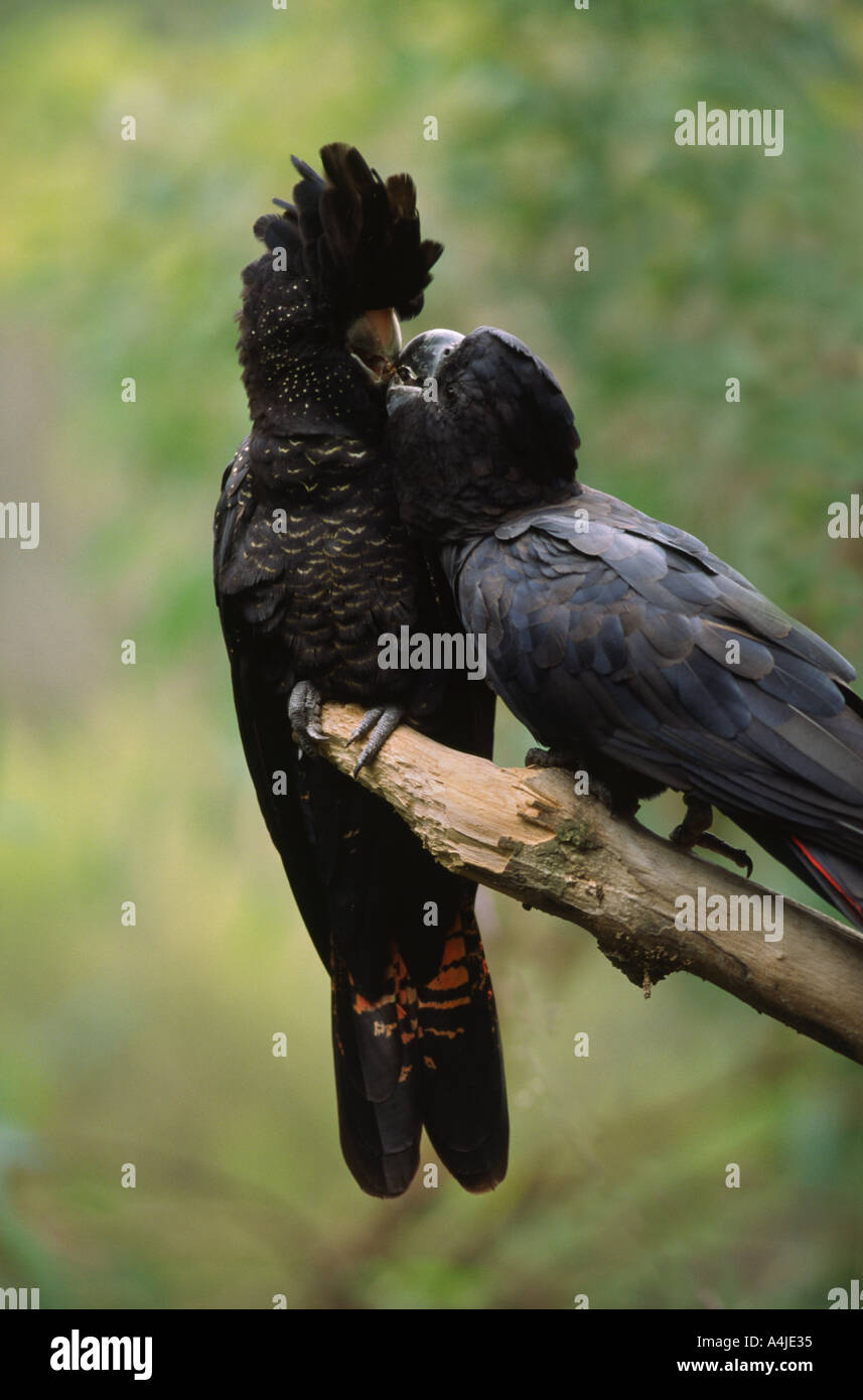 Red tailed black cockatoos Calyptorhynchus banksii male and female ...