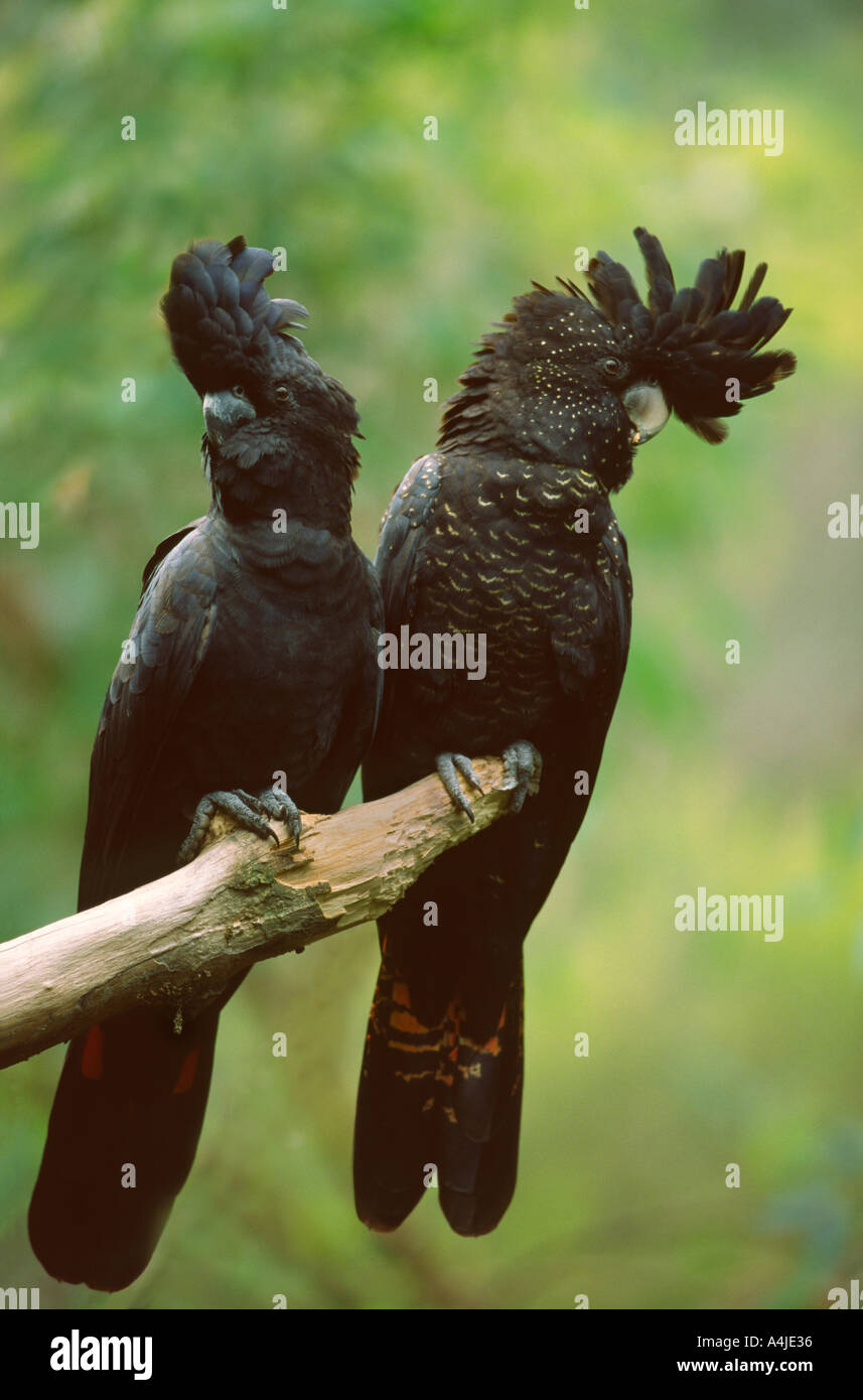 Red tailed black cockatoos Calyptorhynchus banksii male and female ...