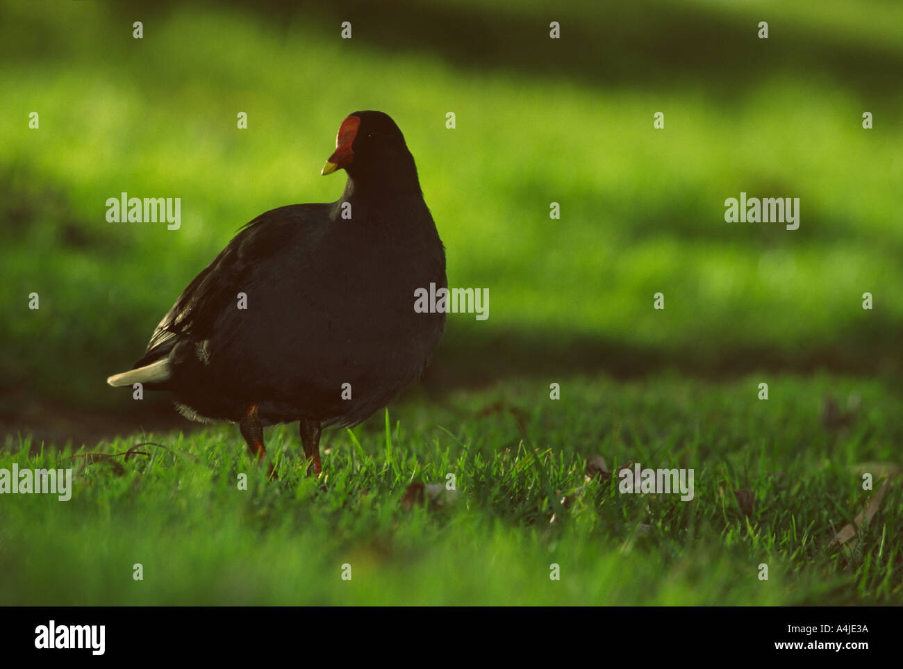 Australian dusky moorhen gallinula tenebrosa hi-res stock photography ...