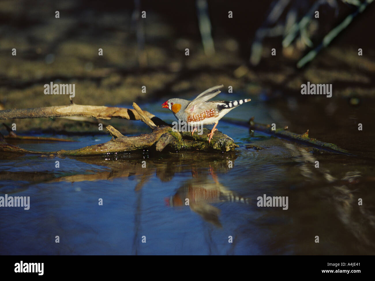 Taeniopygia guttata finch at water hole outback South Australia wild ...