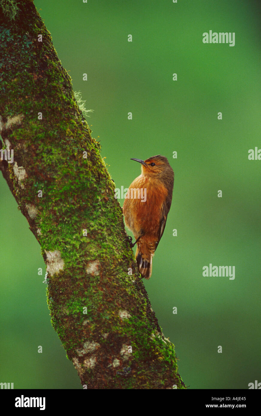 Australian wild creeper hi-res stock photography and images - Alamy