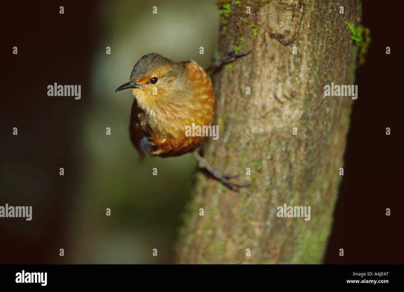Rufous treecreeper Climacteris rufa SW Western Australia wild Stock Photo - Alamy