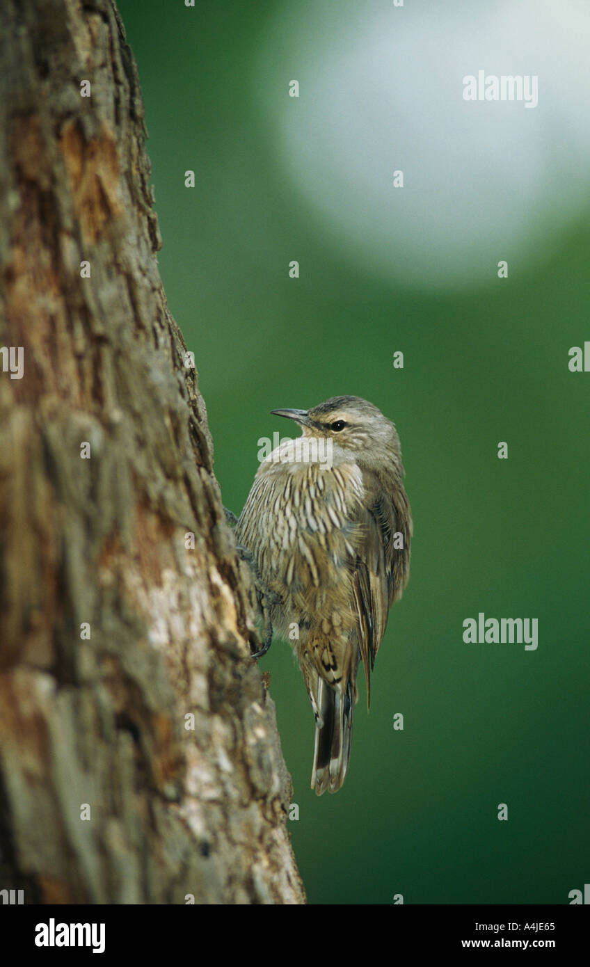 Australian bird tree creeper hi-res stock photography and images - Alamy