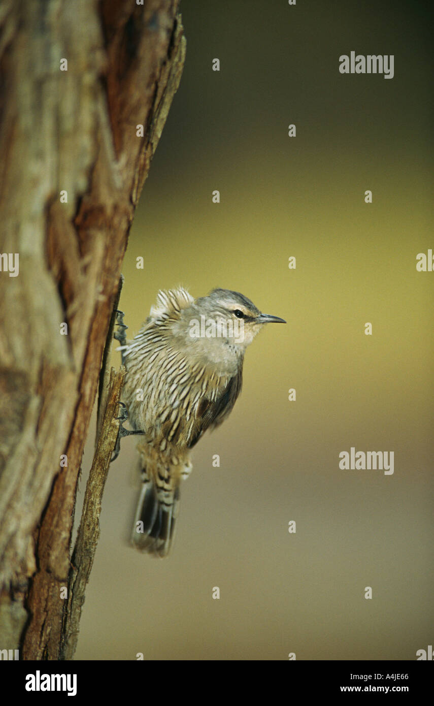 Australian bird tree creeper hi-res stock photography and images - Alamy