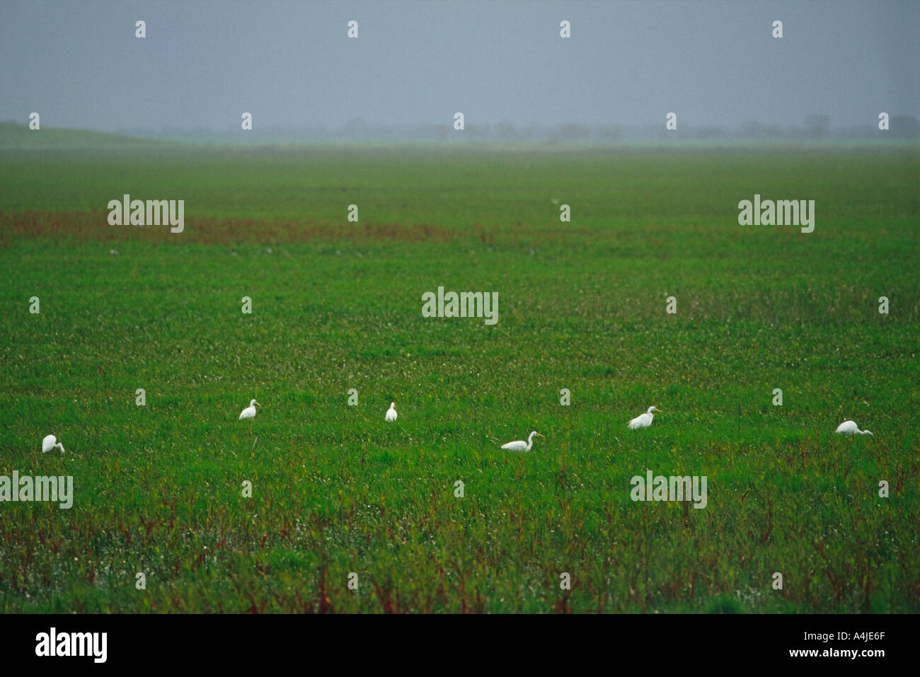 Wetlands bool lagoon south australia hi-res stock photography and ...
