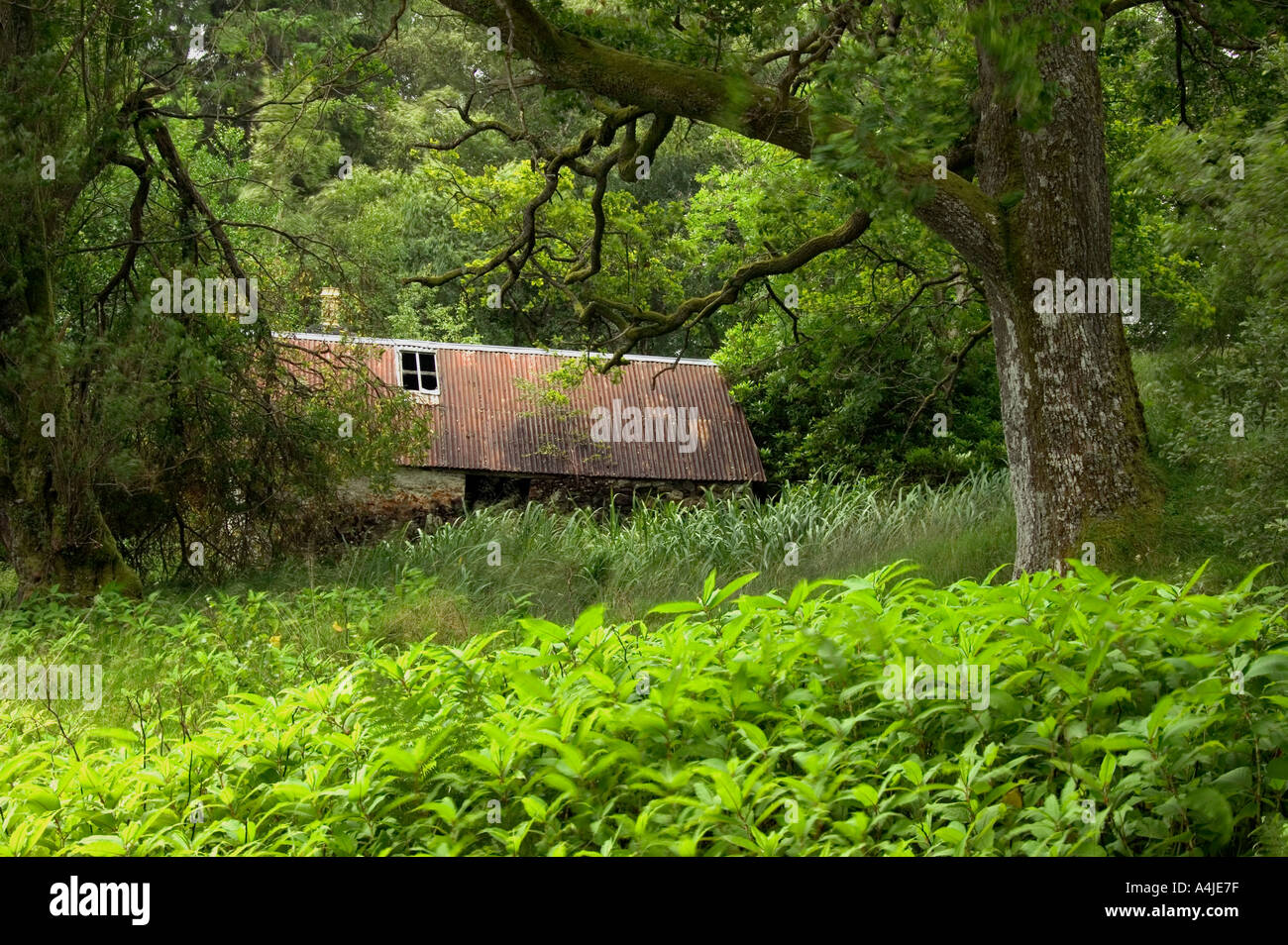 Delapidated house hidden in trees Scotland Stock Photo - Alamy