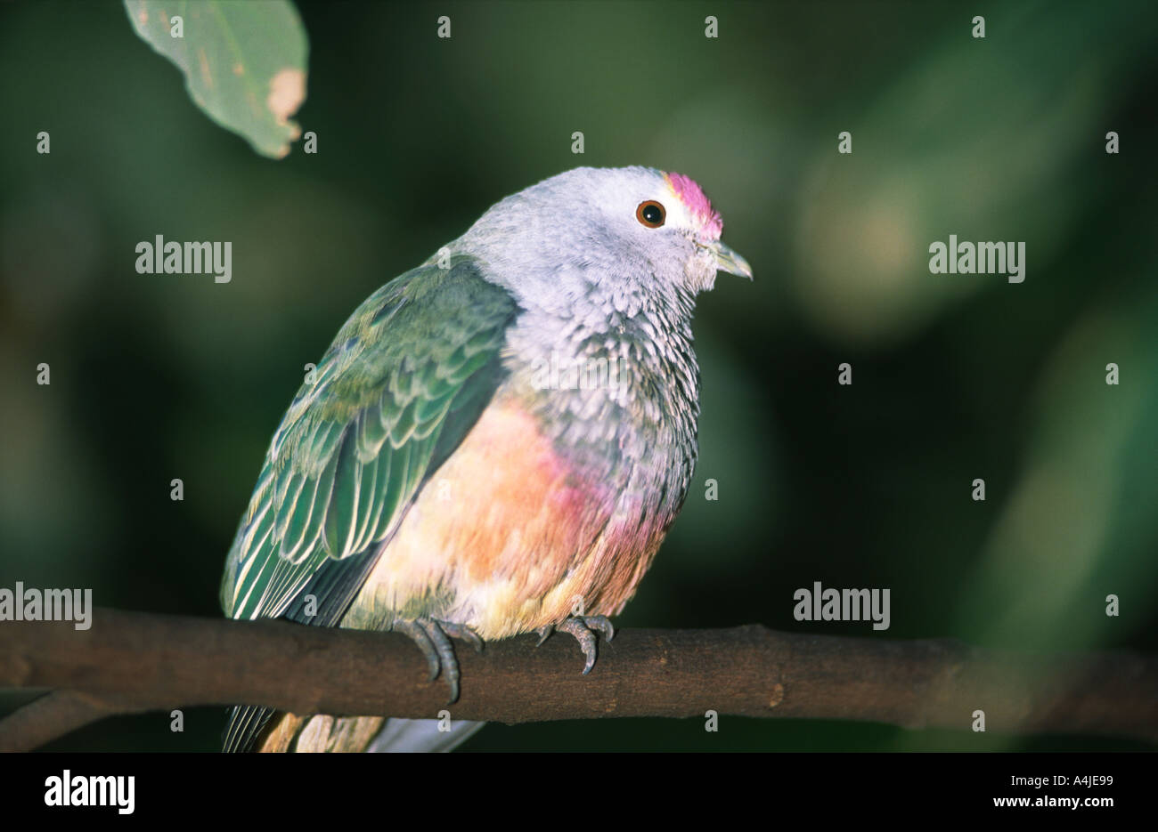 Rose crowned fruit dove Ptilinopus regina Australia Stock Photo - Alamy