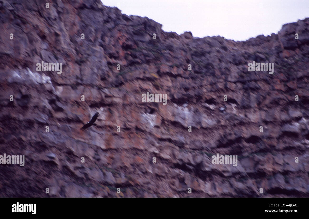 Patagonia Argentina 15 Dec 03 Condor prepares to land on cliff roost ...