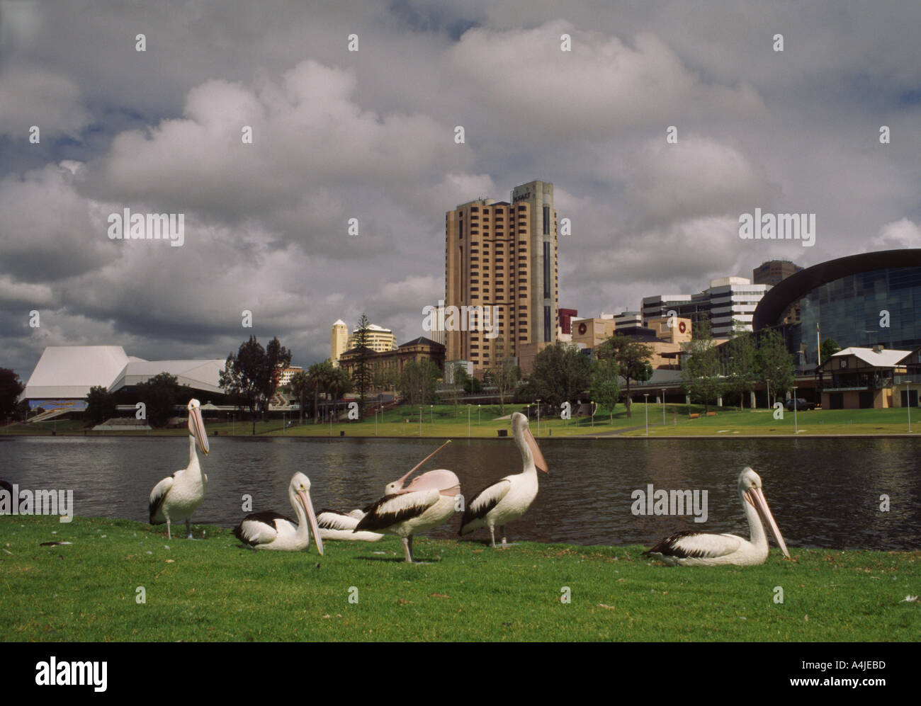 Pelicans at river Torrens Adelaide Stock Photo - Alamy