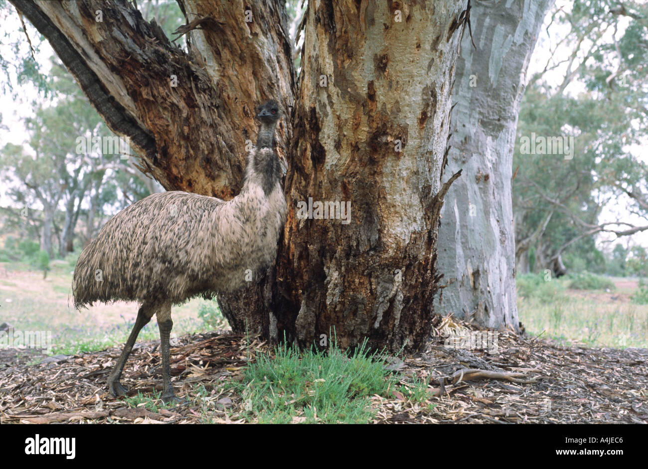 Emu walking past tree Dromaius novaehollandiae Southern Flinders Ranges ...