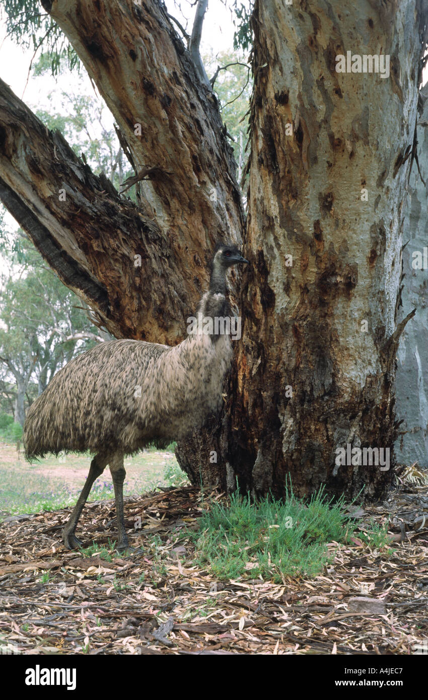 Emu walking past gumtree Dromaius novaehollandiae Southern Flinders ...