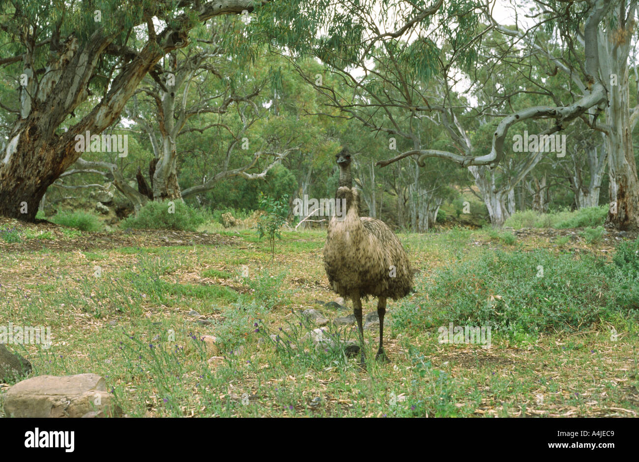 Emu walking in dry creek bed Dromaius novaehollandiae Southern Flinders ...