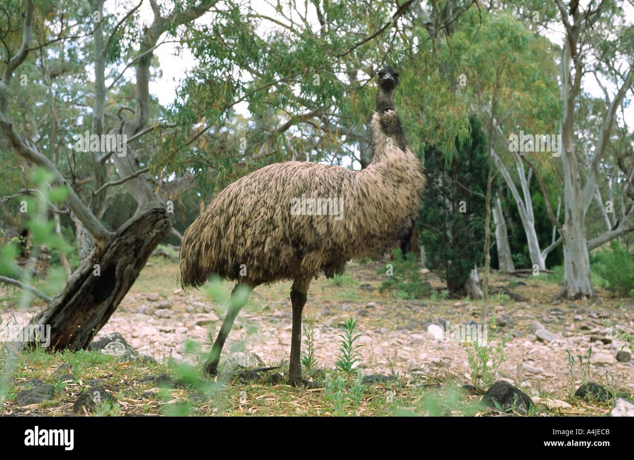 Flinders ranges emu hi-res stock photography and images - Alamy