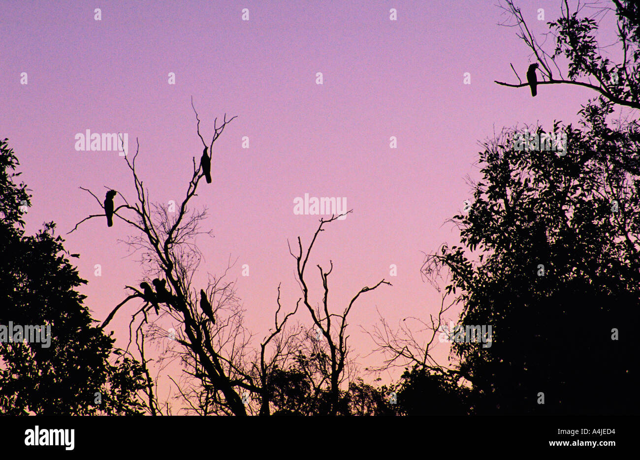 Red tailed black cockatoos flock on trees at dusk central Australia ...