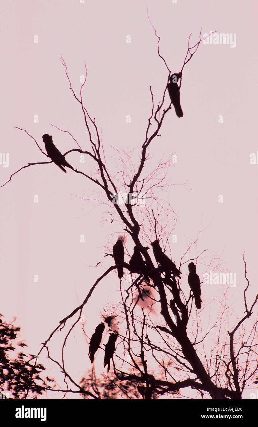 Red tailed black cockatoos flock on trees at dusk central Australia ...
