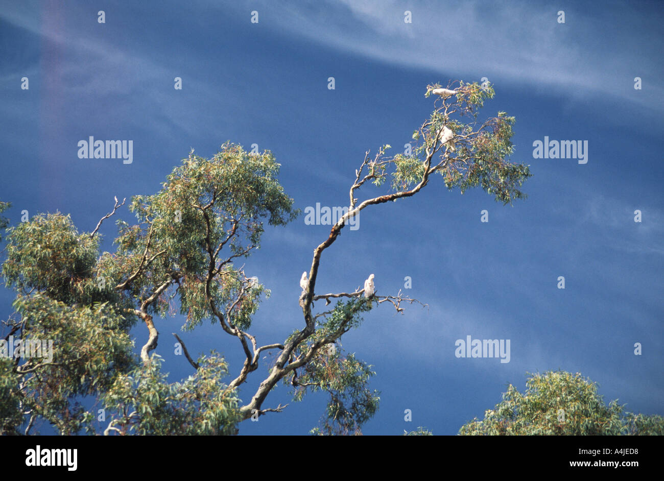 Small flock australian white hi-res stock photography and images - Alamy