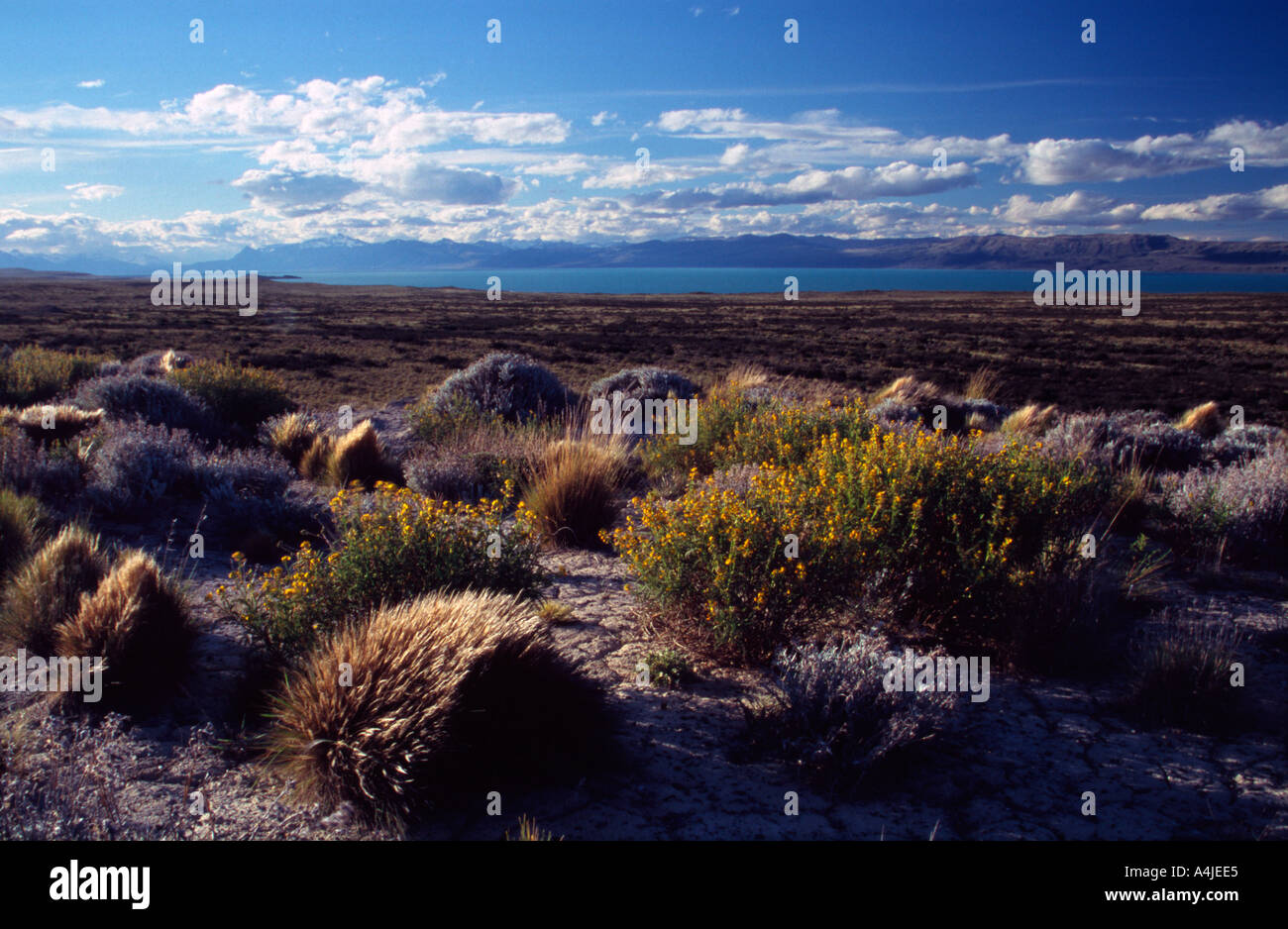 Patagonia argentina el calafate hi-res stock photography and images - Alamy