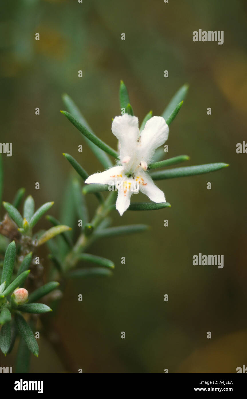 Westringia hi-res stock photography and images - Alamy