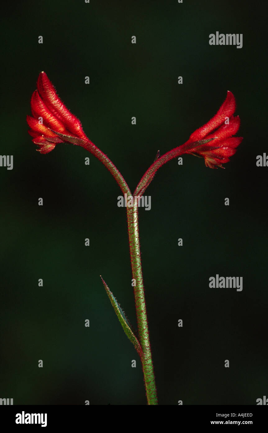 Kangaroo paw flower Anigozanthos Bush Ruby hybrid cultivar Australia ...