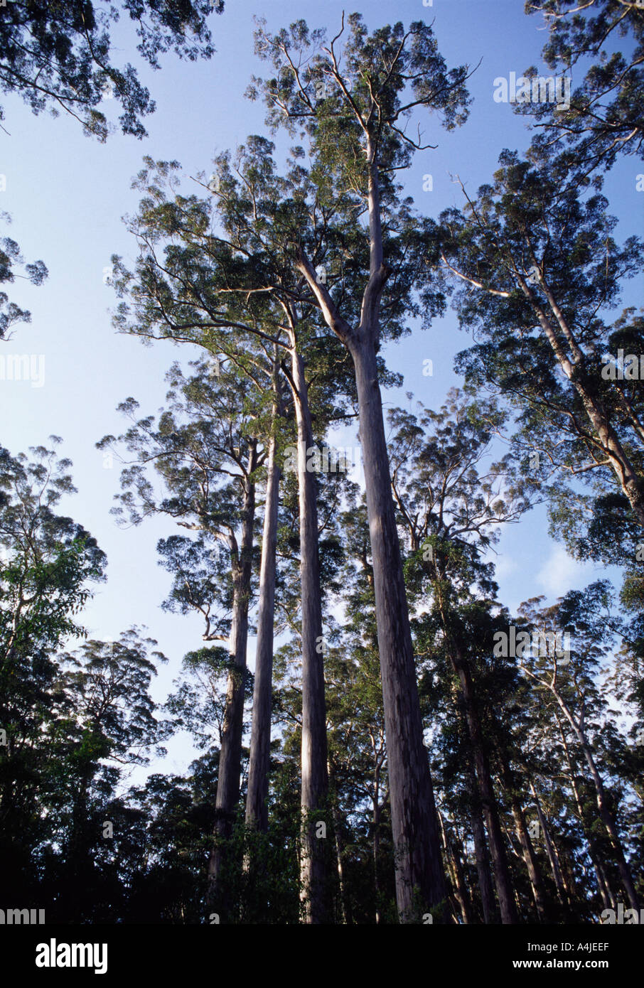 Karri eucalypts hi-res stock photography and images - Alamy