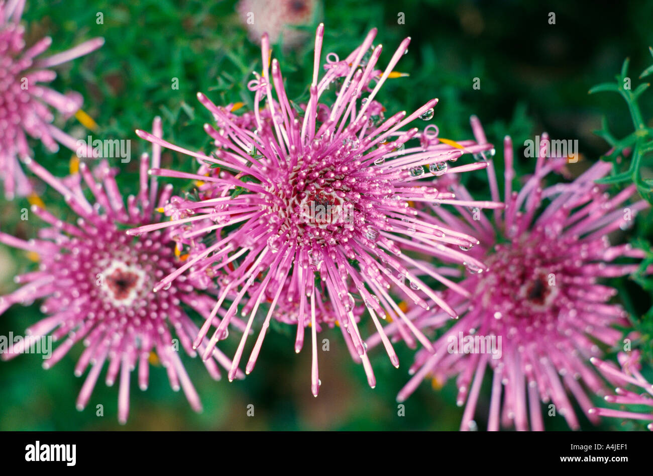 Rose cone bush a k a coneflower Isopogon formosus Proteaceae Western ...