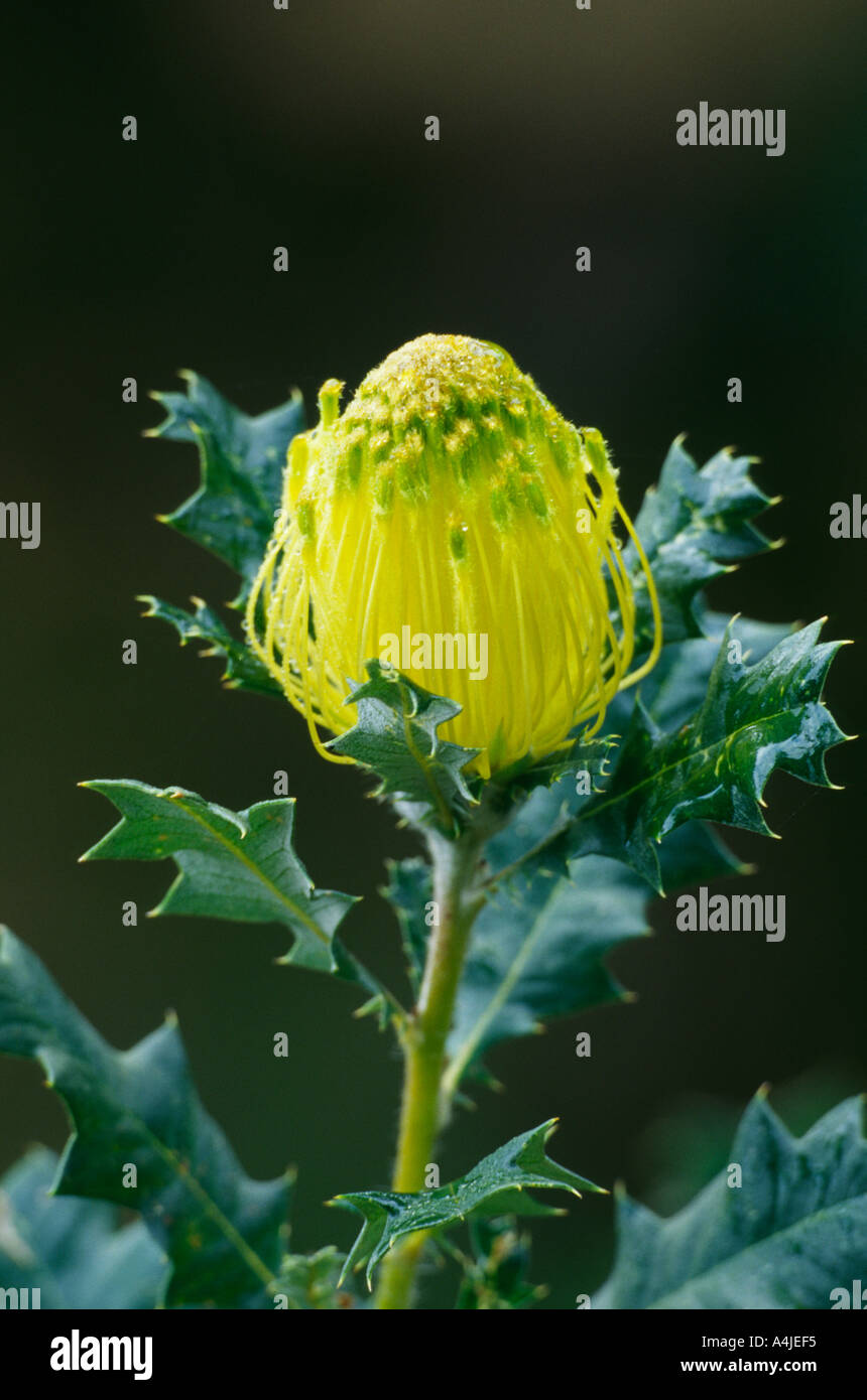 Dryandra flower hi-res stock photography and images - Alamy