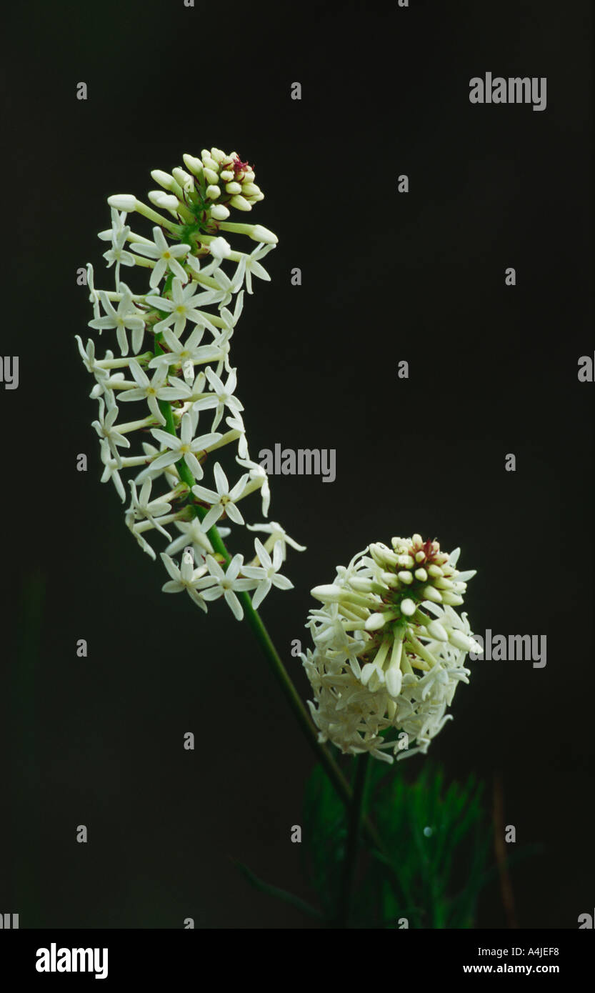 Stackhousia monogyna creamy candles hi-res stock photography and images ...