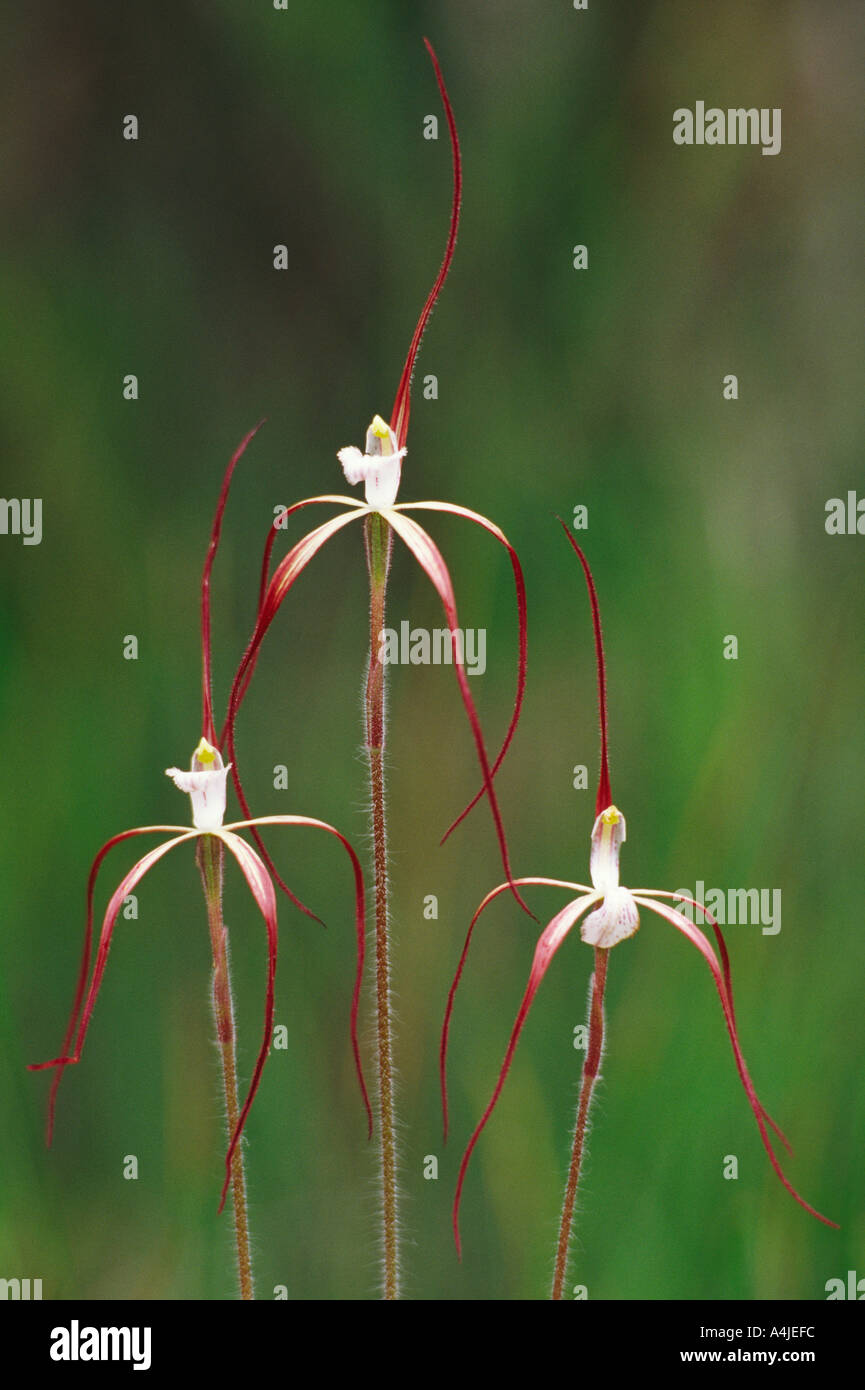 Yellow spider orchids Caladenia denticulata complex Serpentine NP ...