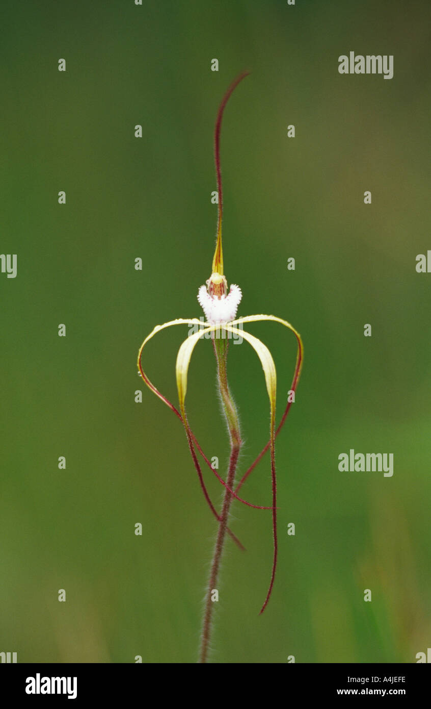 Yellow spider orchid Caladenia denticulata complex Serpentine NP ...