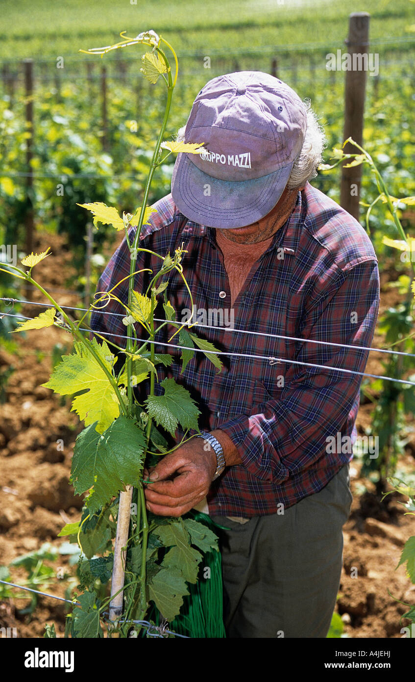 A man tending the vines in a vineyard Stock Photo - Alamy