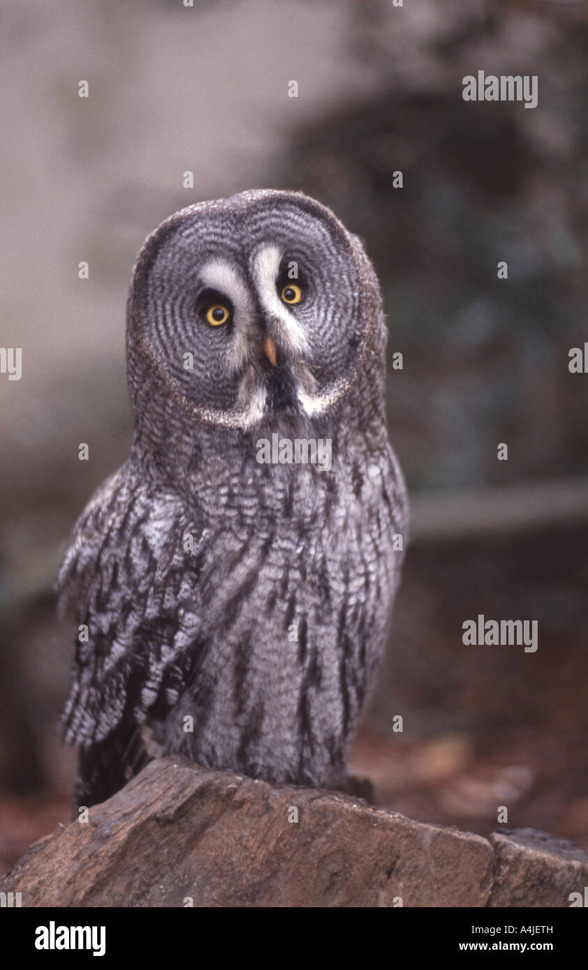 Great Grey Owl (Strix nebulosa), sitting on wood stack Stock Photo - Alamy