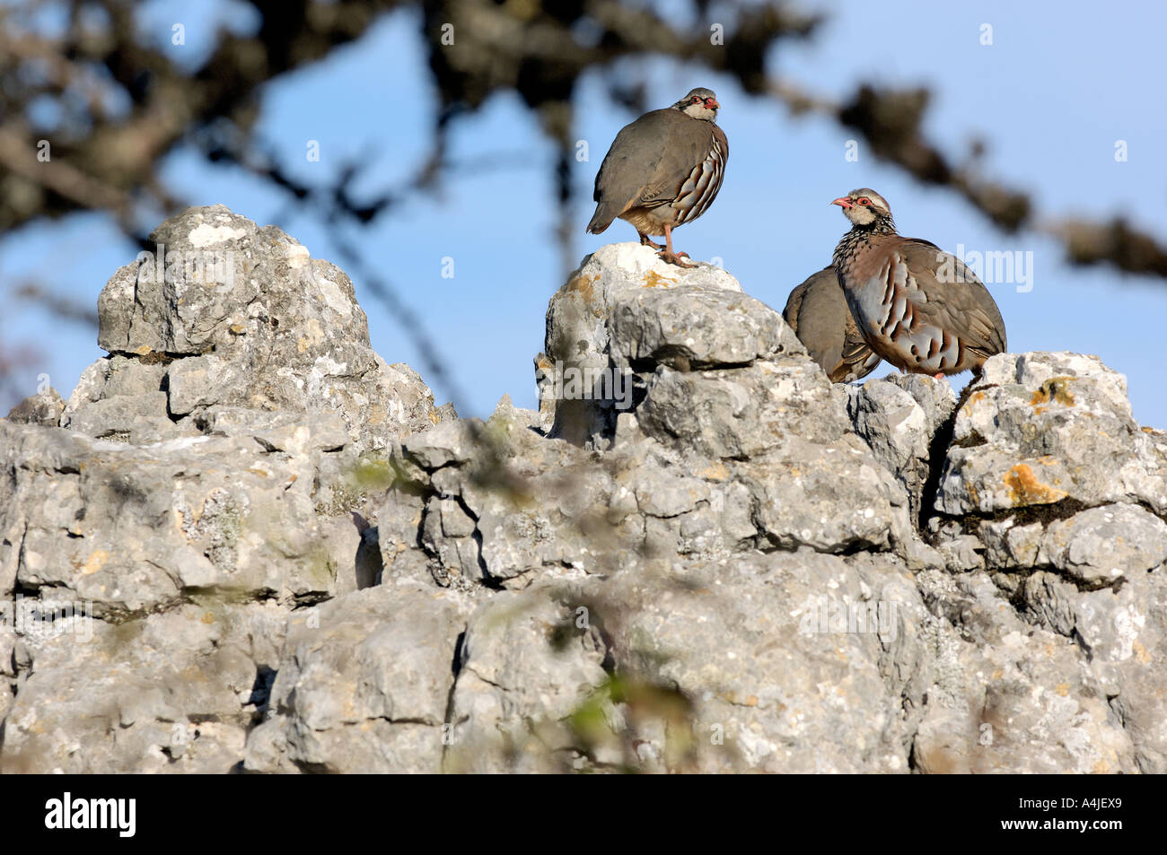 Two red legged partridges hi-res stock photography and images - Alamy