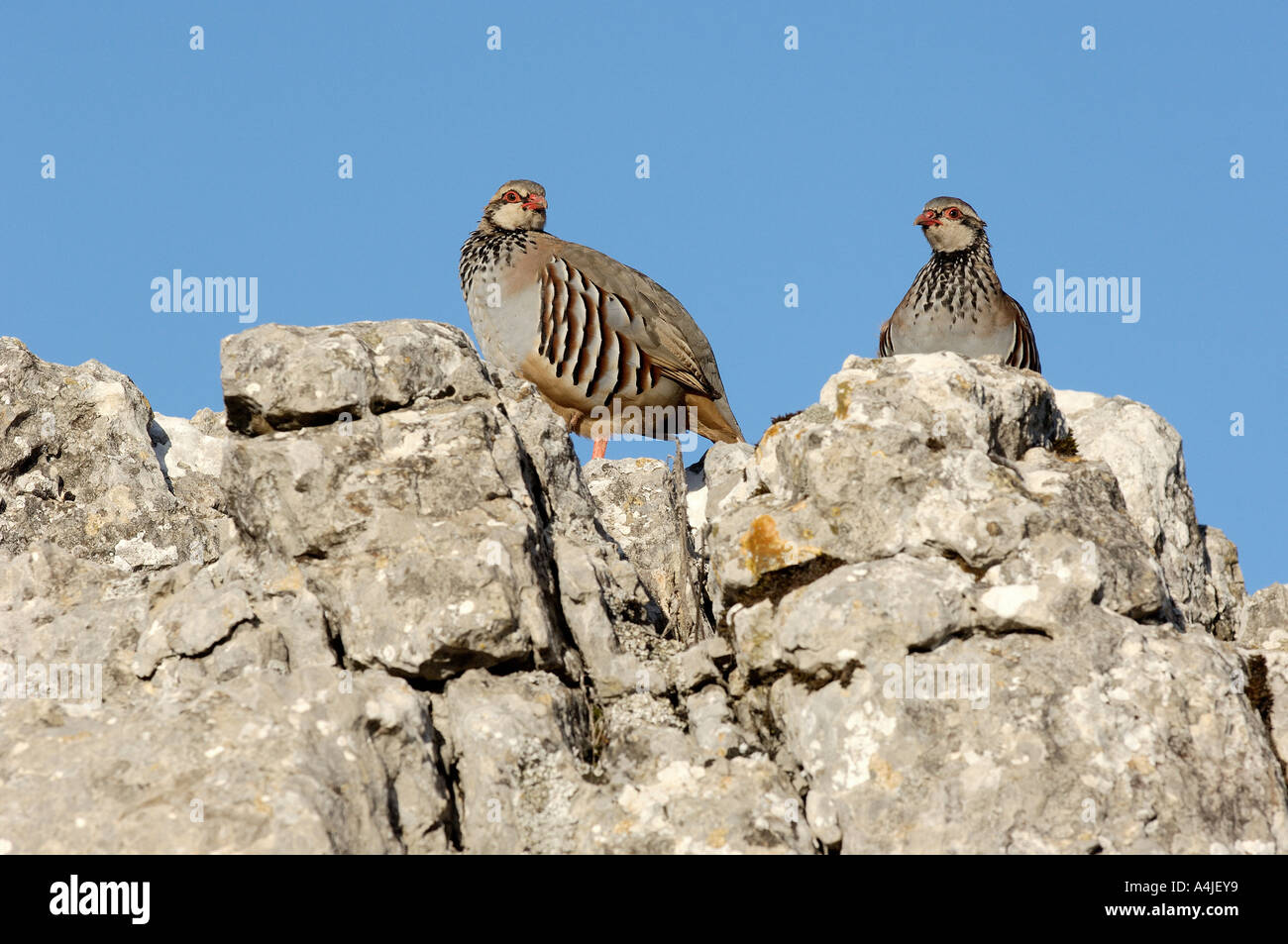 Red legged Partridge Alectoris rufa Stock Photo - Alamy