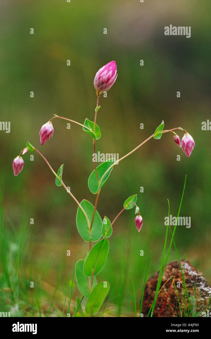 Pink sunray a k a Mangles everlasting Helipterum manglesii Serpentine ...