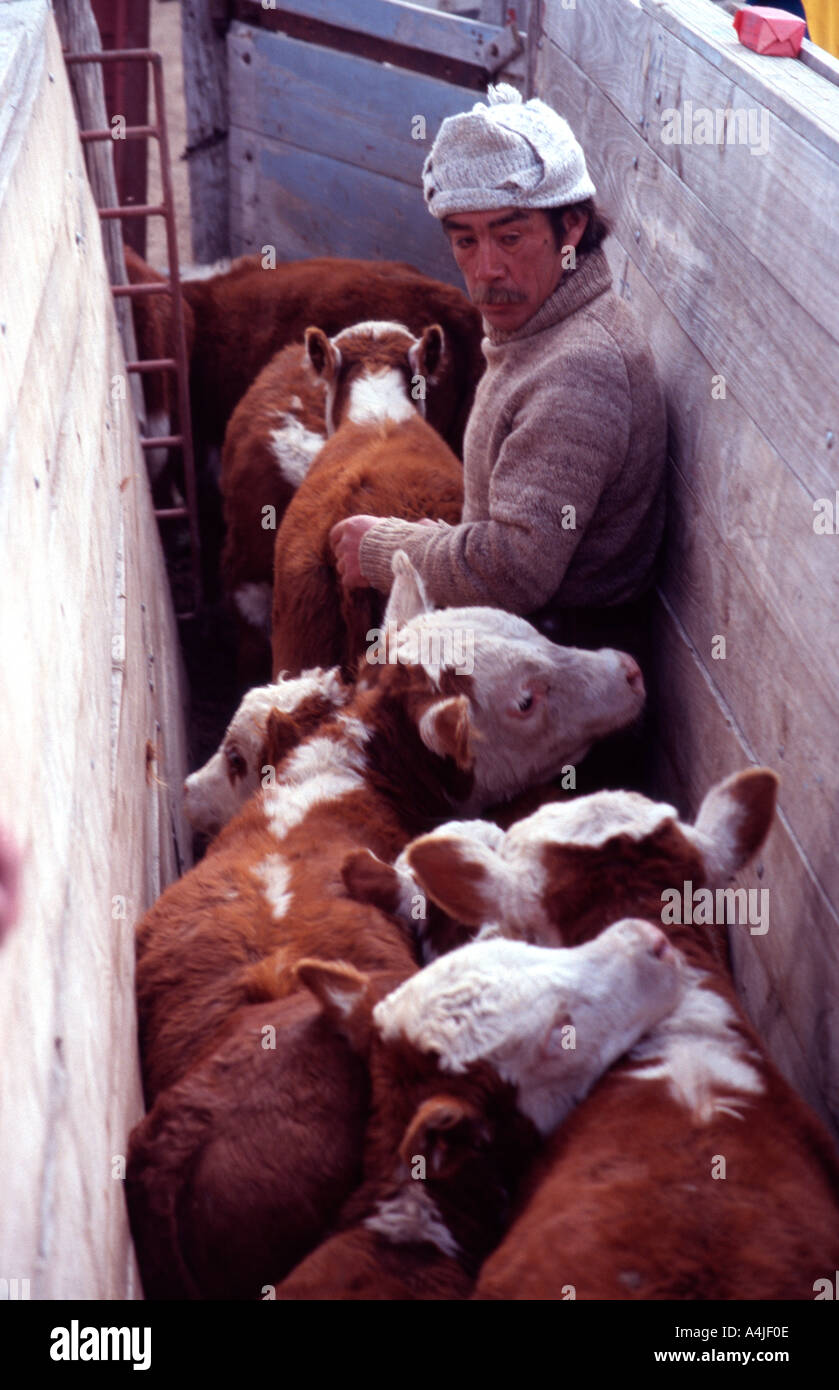 Santa cruz cattle hi-res stock photography and images - Alamy