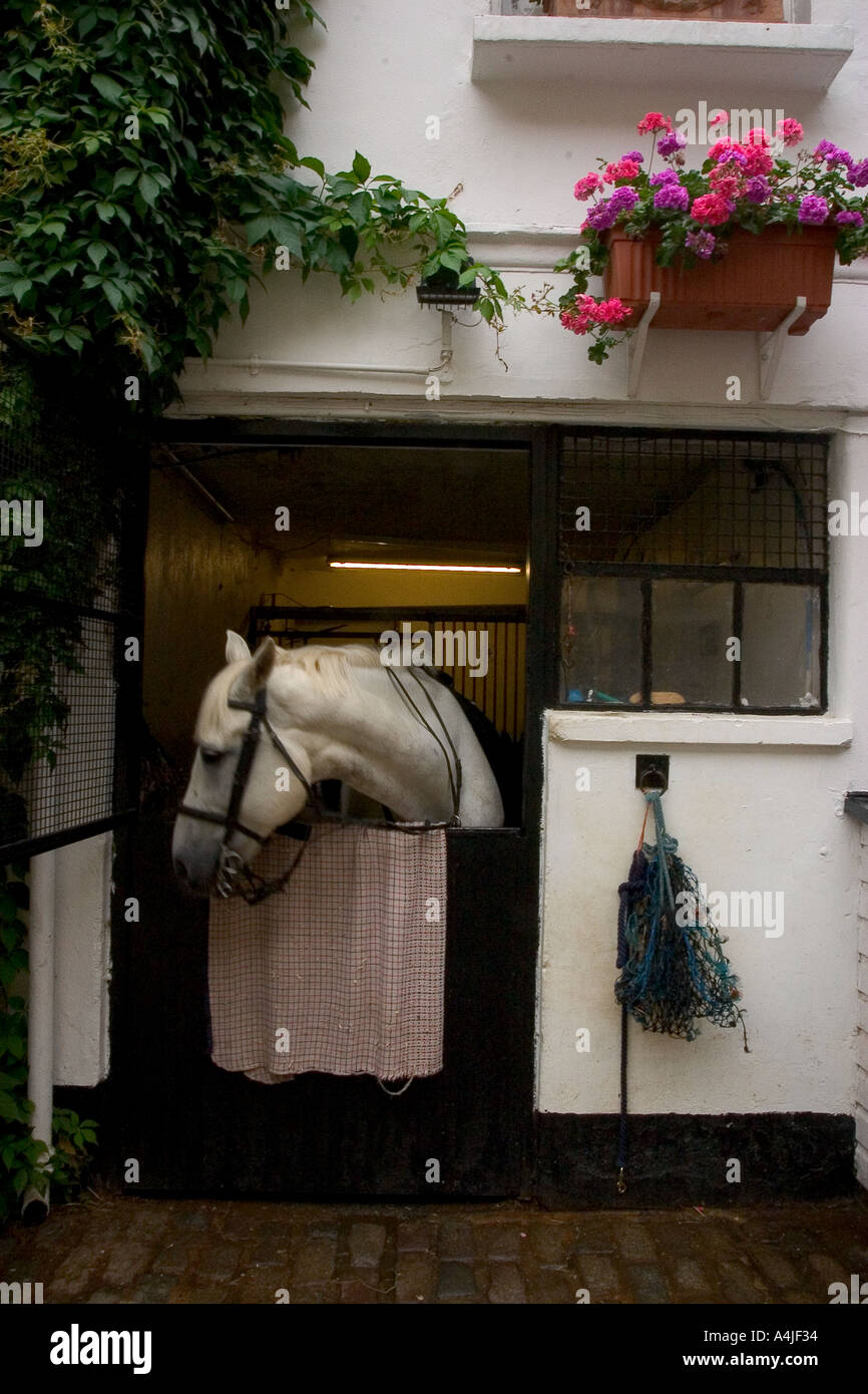 White horse in stable London England UK Stock Photo - Alamy