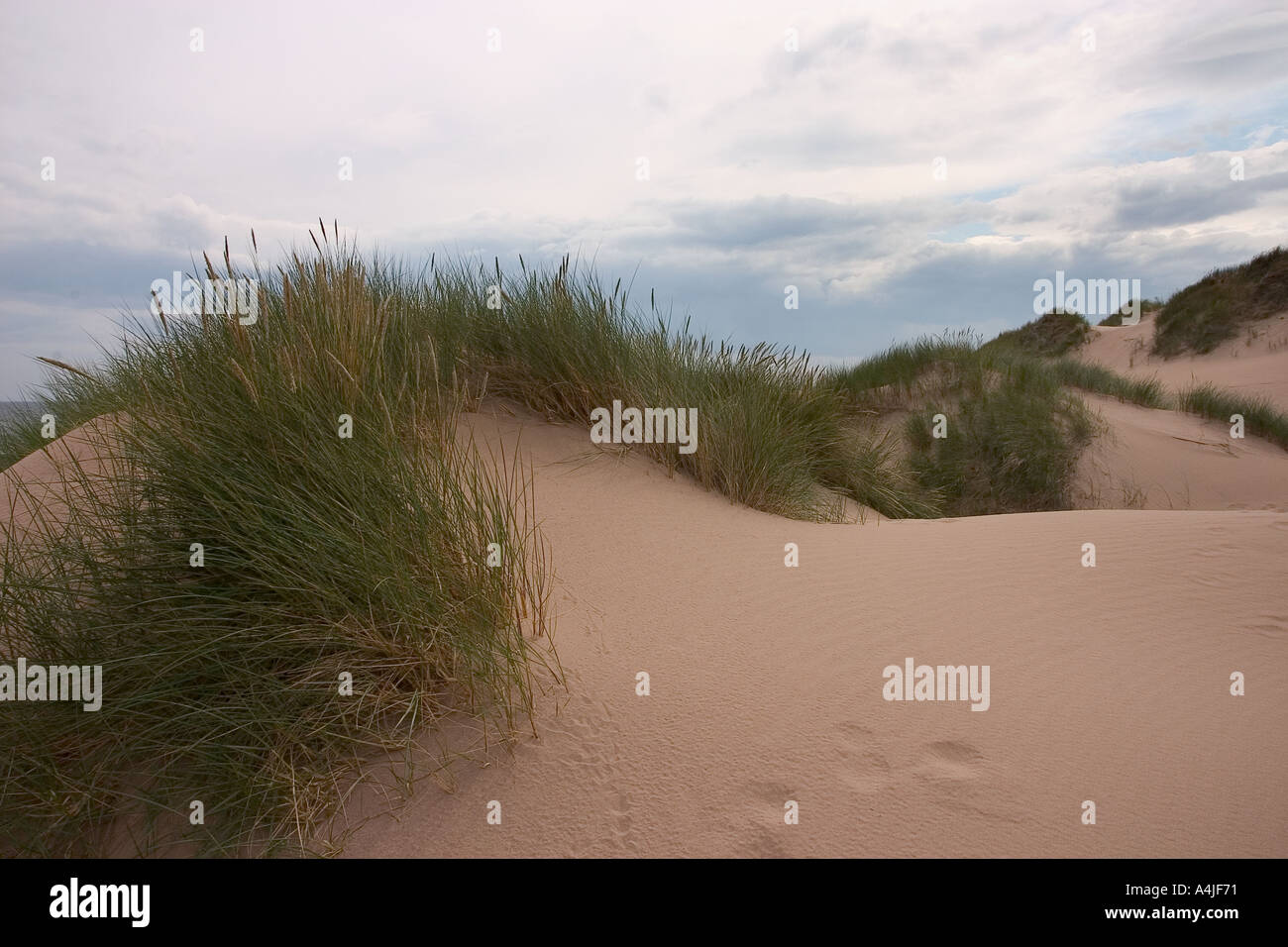 Forvie national nature reserve hi-res stock photography and images - Alamy