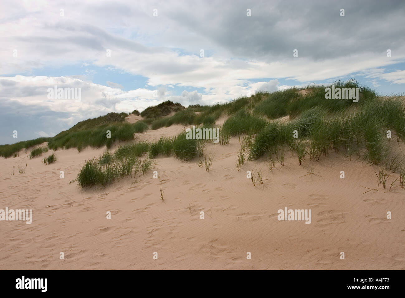 Forvie national nature reserve hi-res stock photography and images - Alamy