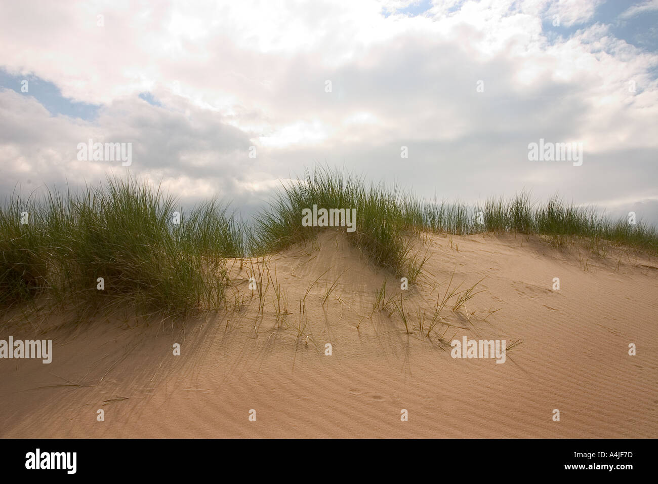 Forvie national nature reserve hi-res stock photography and images - Alamy