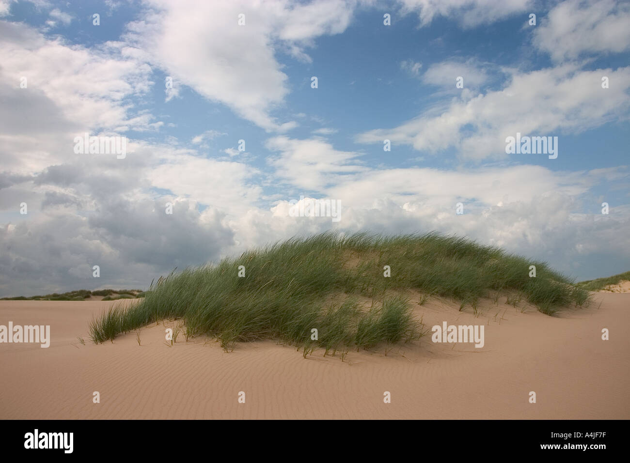 Forvie national nature reserve hi-res stock photography and images - Alamy