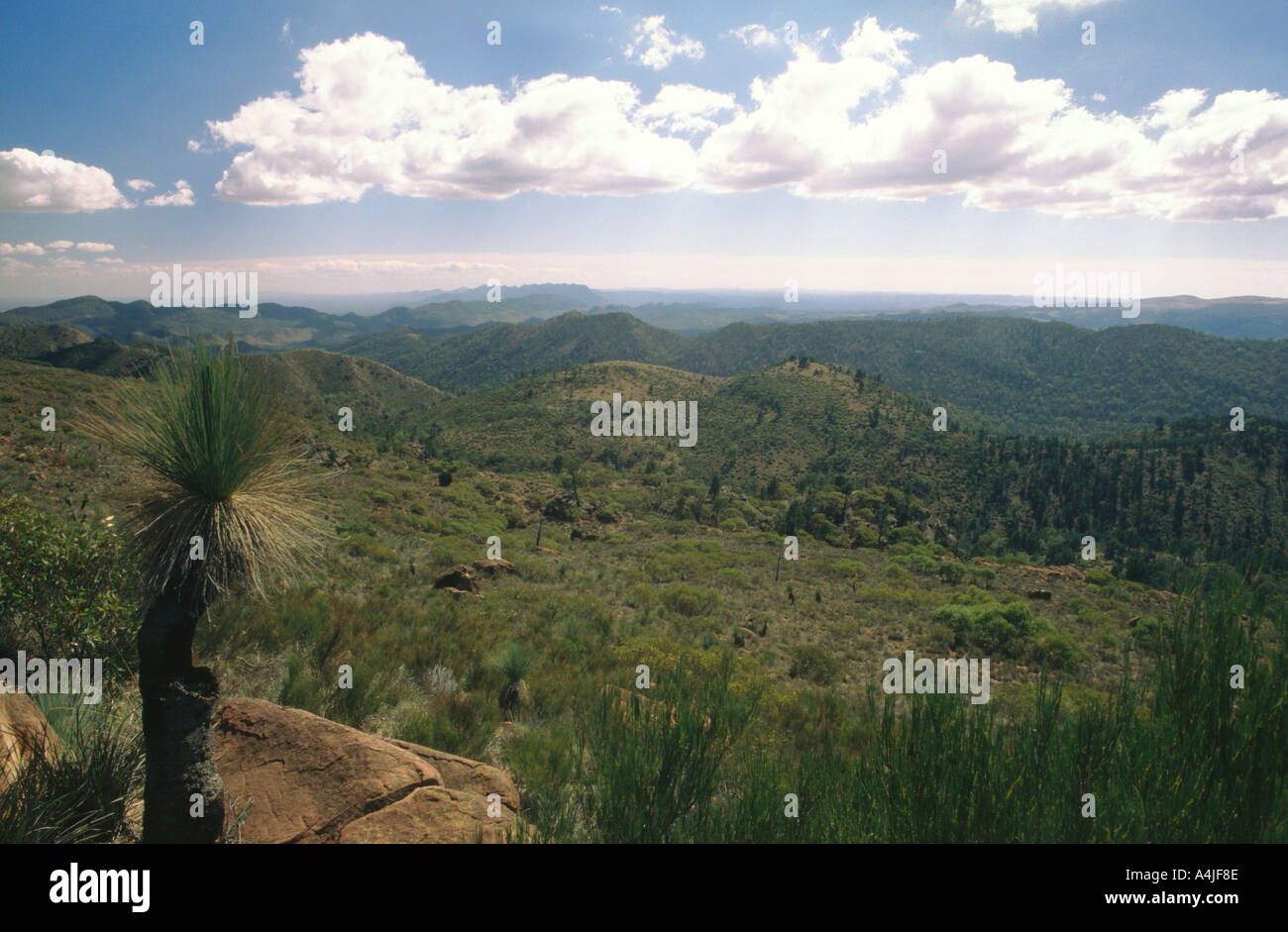 Flinders Ranges South Australia grass tree view east from Wilpena Pound ...