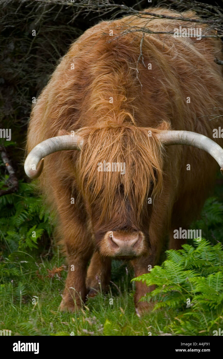 Highland mule hi-res stock photography and images - Alamy