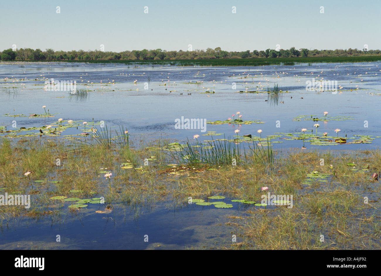 Billabong with waterlilies Kakadu NP Australia begin of dry season ...