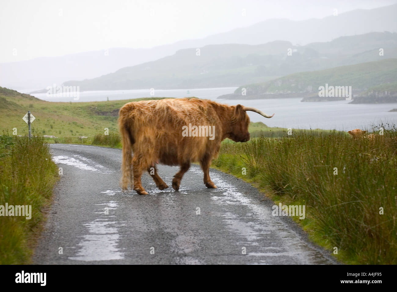 Highland cow in the rain hi-res stock photography and images - Alamy