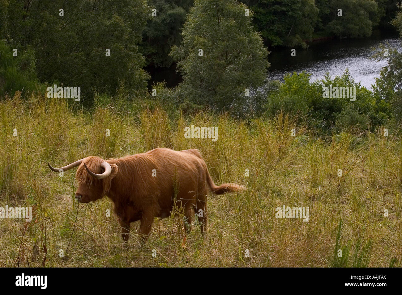 Highland mule hi-res stock photography and images - Alamy